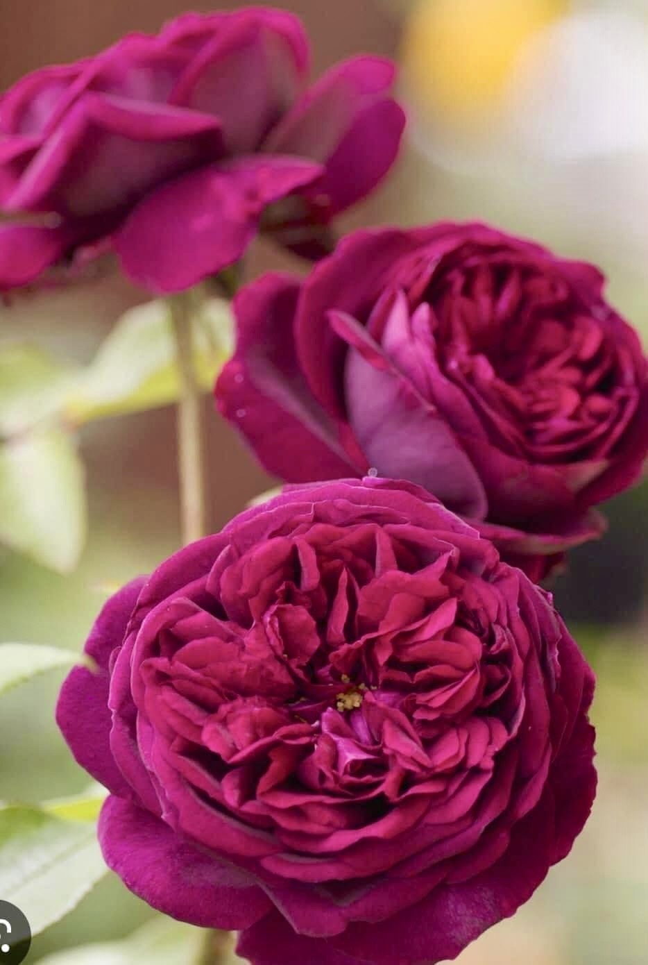 Hồng The Prince Rose | Vườn Xanh Việt | 0844 44 55 66